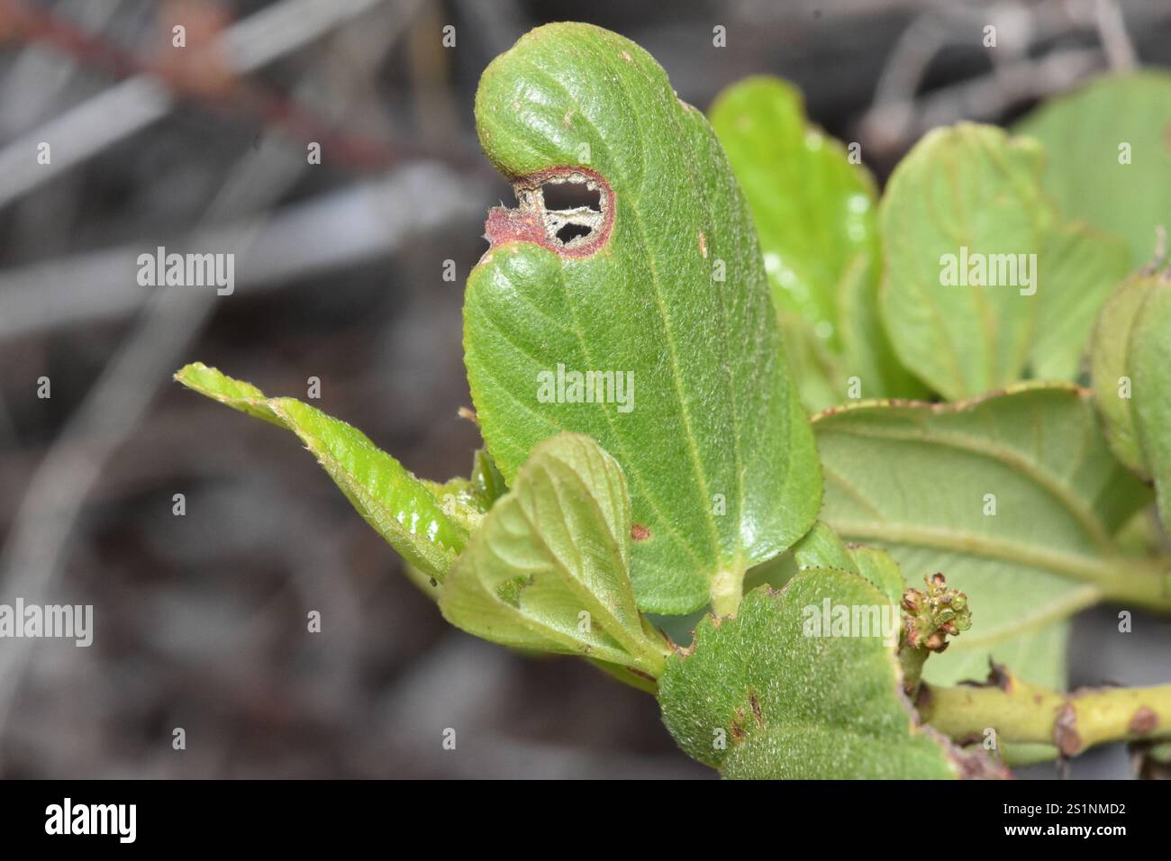 Snowbrush Ceanothus (Ceanothus velutinus Stock Photo - Alamy