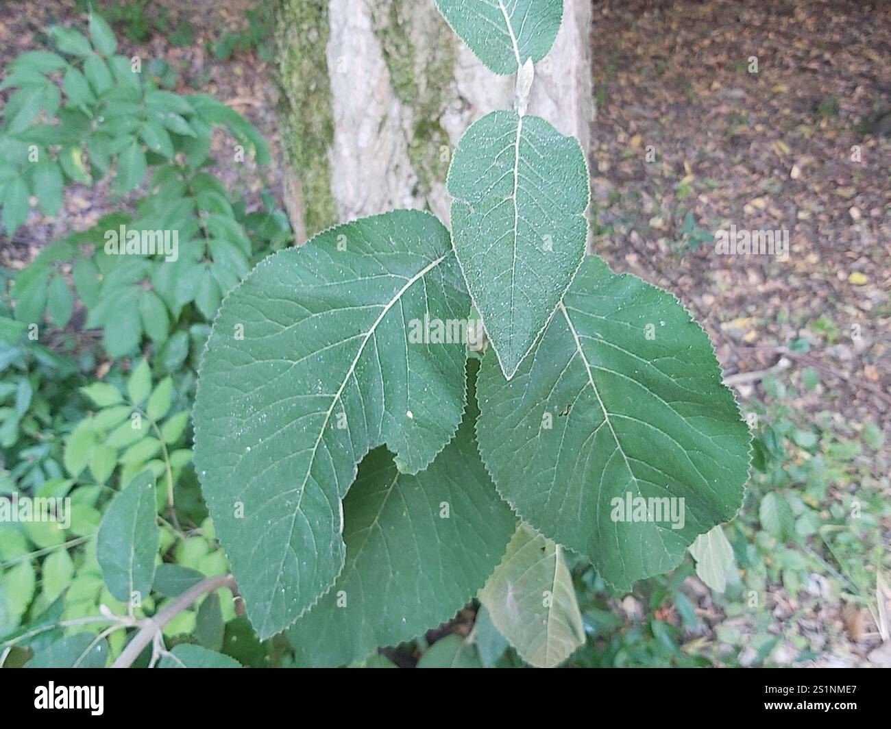 Wayfaring-tree (Viburnum lantana Stock Photo - Alamy