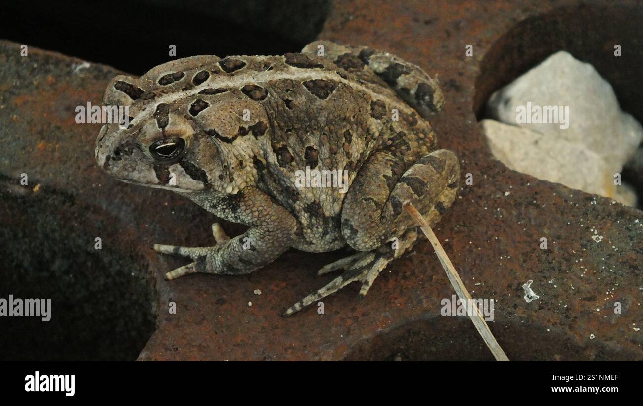 Fowler's Toad (Anaxyrus fowleri Stock Photo - Alamy