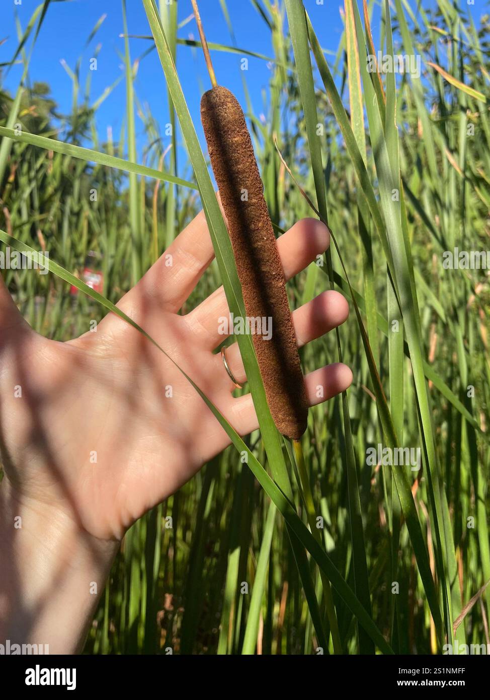 narrow-leaved cattail (Typha angustifolia Stock Photo - Alamy