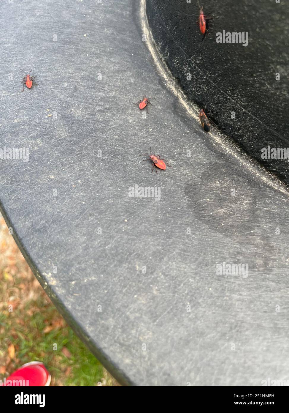 Eastern Boxelder Bug (Boisea trivittata Stock Photo - Alamy