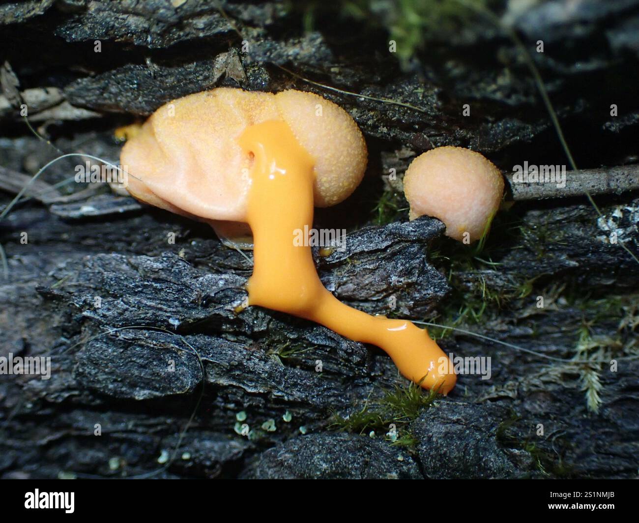 Wolf's Milk (Lycogala epidendrum Stock Photo - Alamy