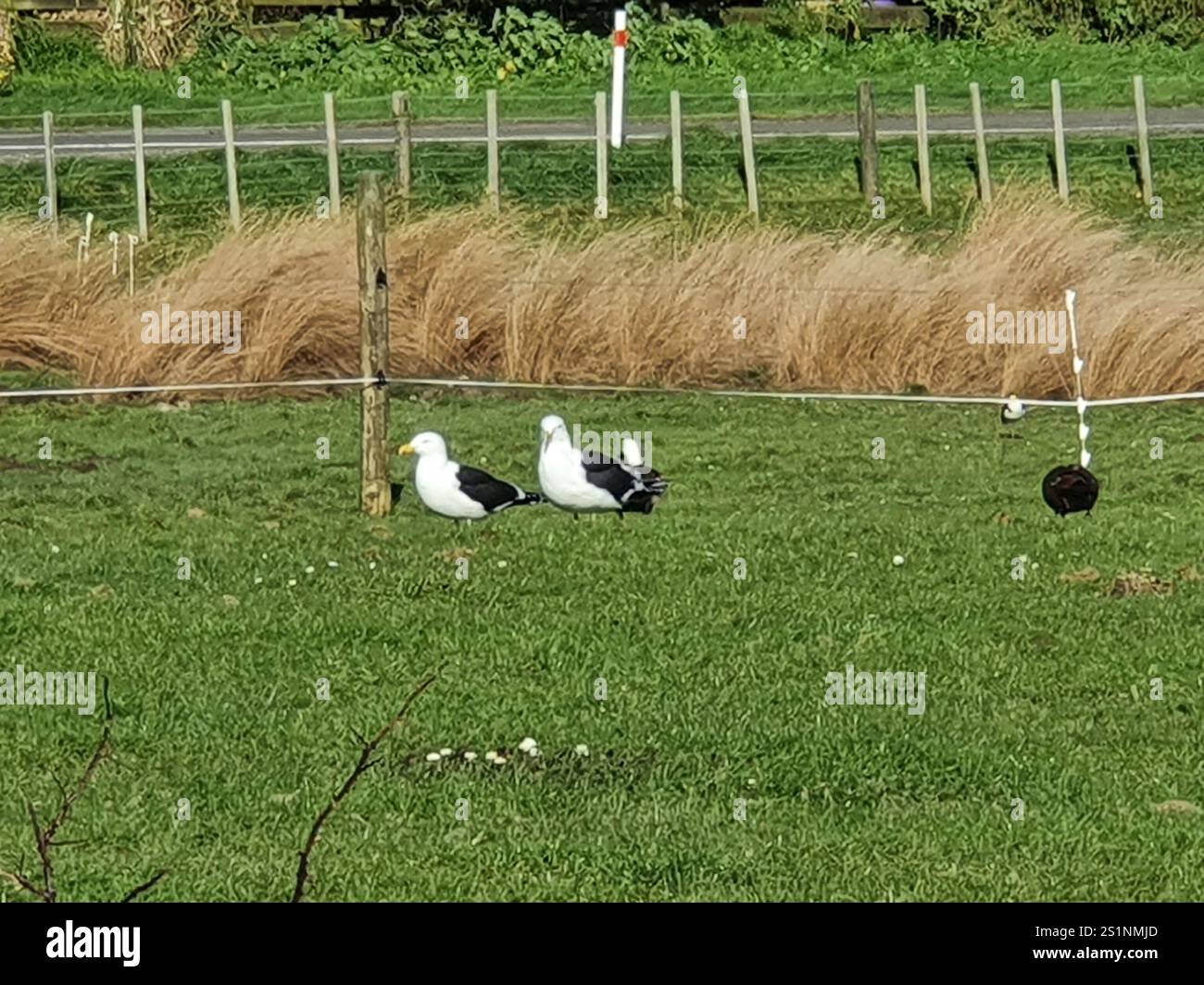Southern Black-backed Gull (Larus dominicanus dominicanus Stock Photo ...