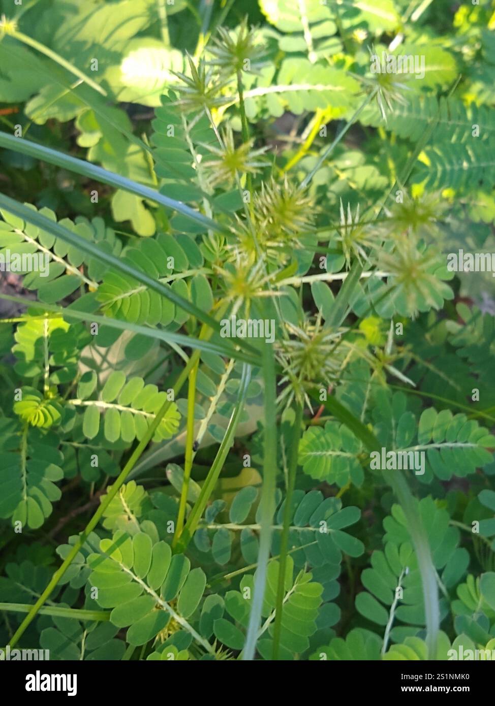Baldwin's Flatsedge (Cyperus croceus Stock Photo - Alamy