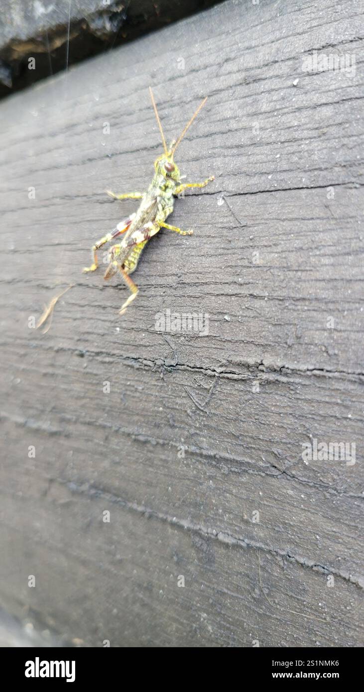Pine tree Spur-throat Grasshopper (Melanoplus punctulatus Stock Photo ...