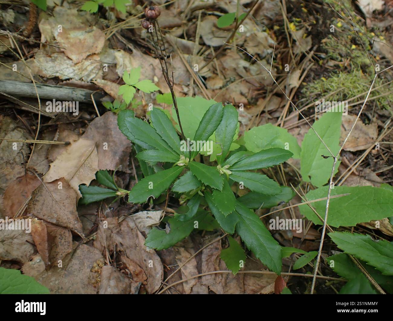 pipsissewa (Chimaphila umbellata Stock Photo - Alamy