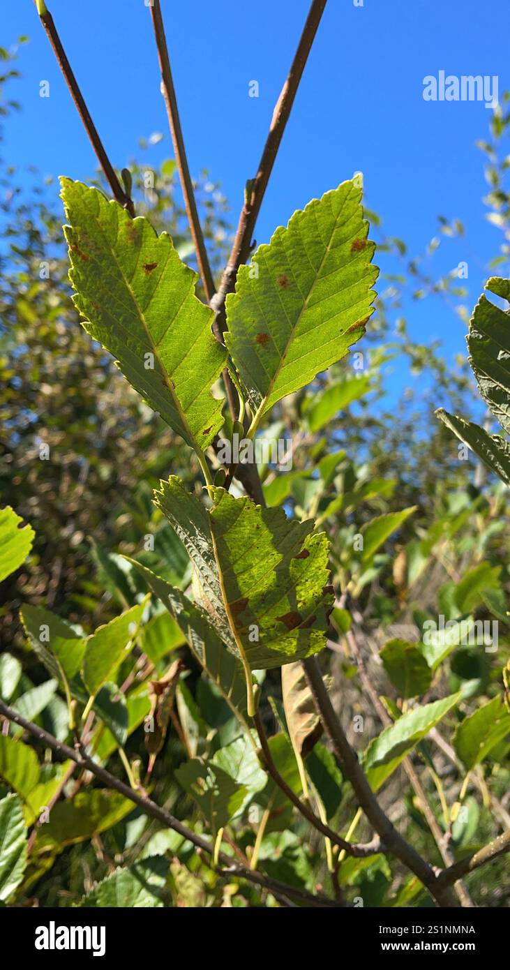 Red Alder (Alnus rubra Stock Photo - Alamy
