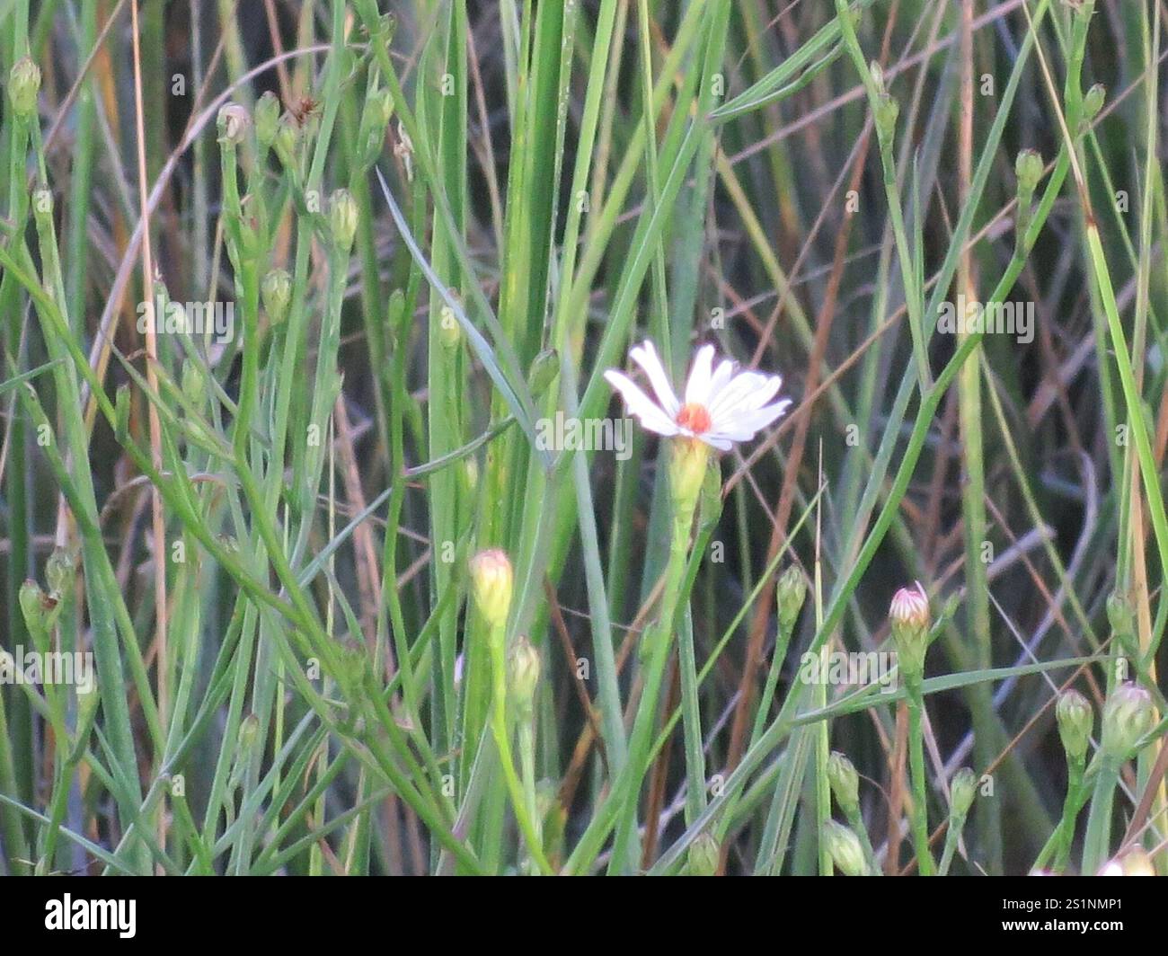 Perennial Saltmarsh Aster (Symphyotrichum tenuifolium Stock Photo - Alamy