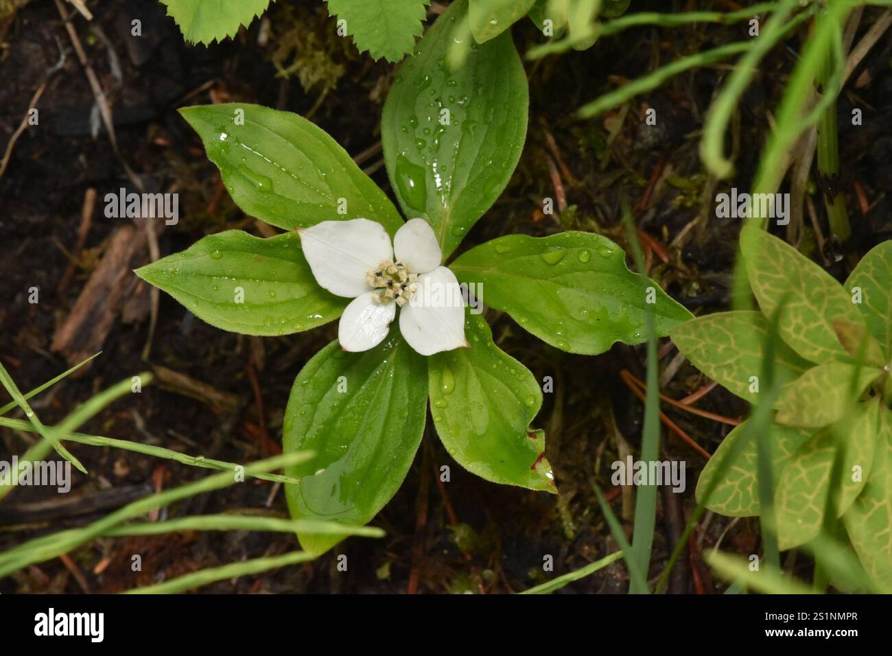 Canadian bunchberry (Cornus canadensis Stock Photo - Alamy