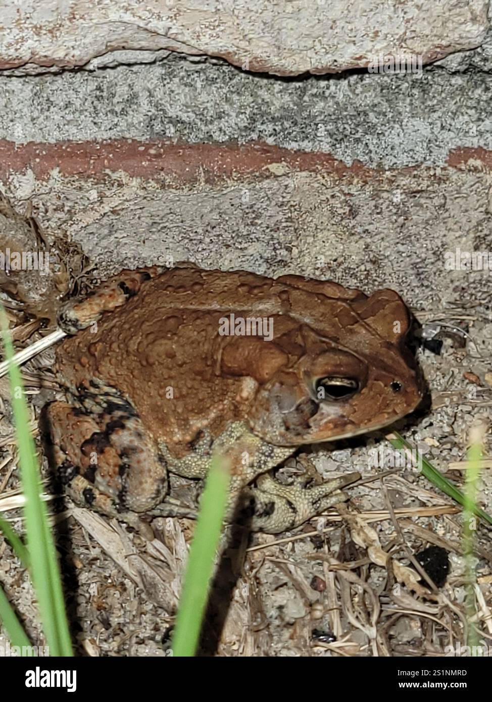 Southern Toad (Anaxyrus terrestris Stock Photo - Alamy