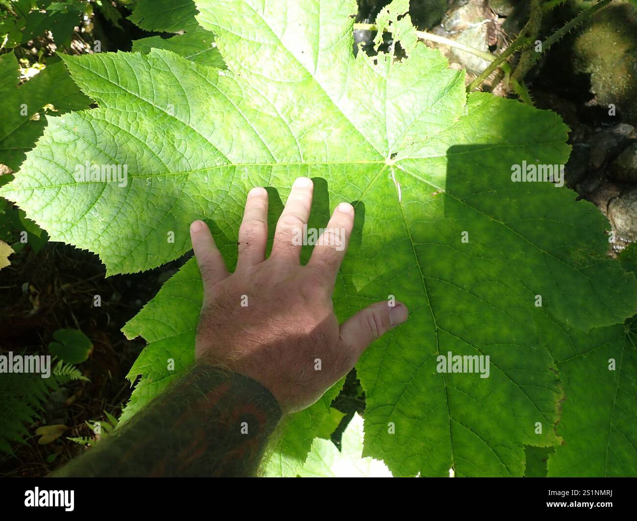 Devil's Club (Oplopanax horridus Stock Photo - Alamy
