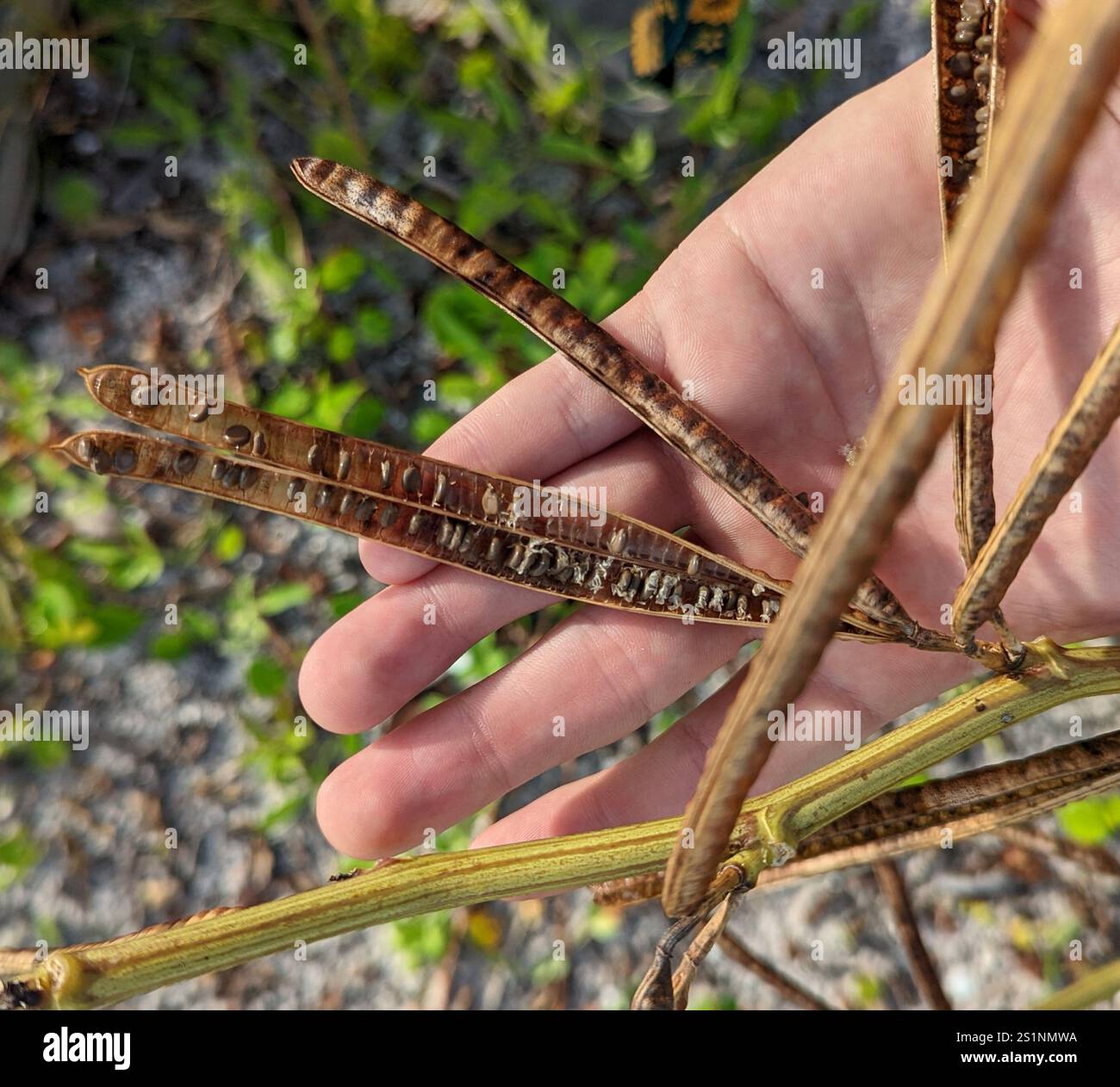 Coffee Senna (Senna occidentalis Stock Photo - Alamy