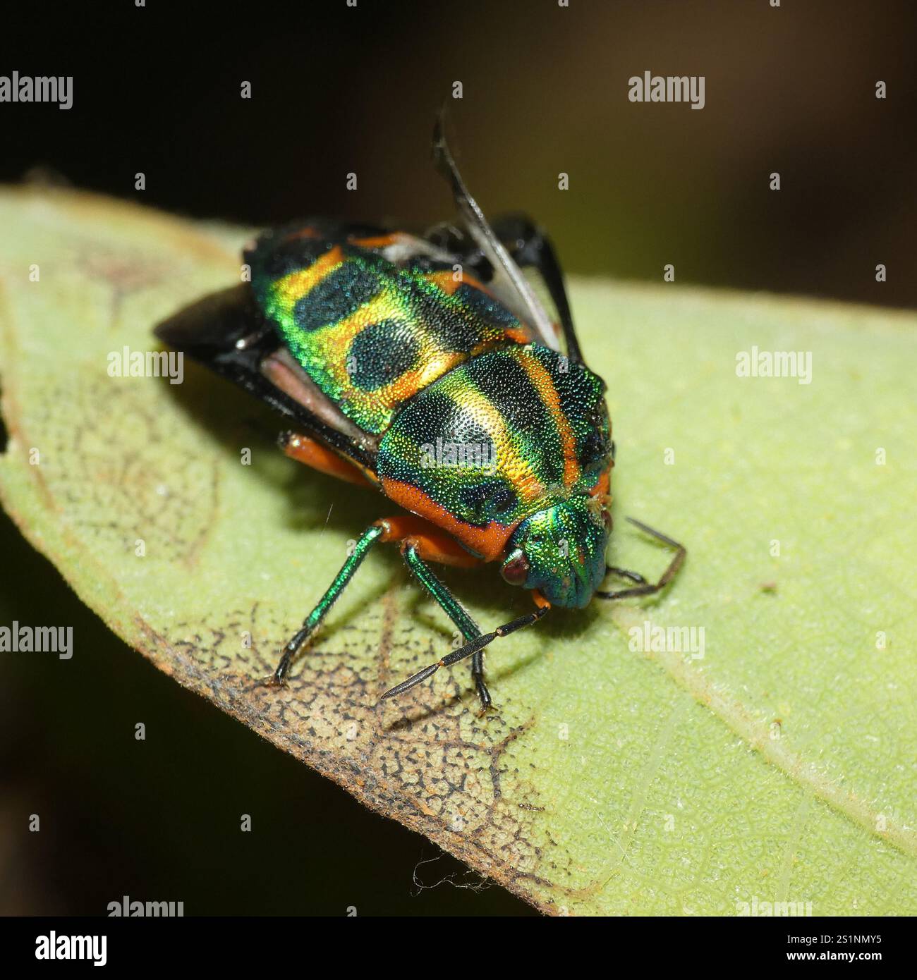 Rainbow Shield Bug (Calidea dregii Stock Photo - Alamy