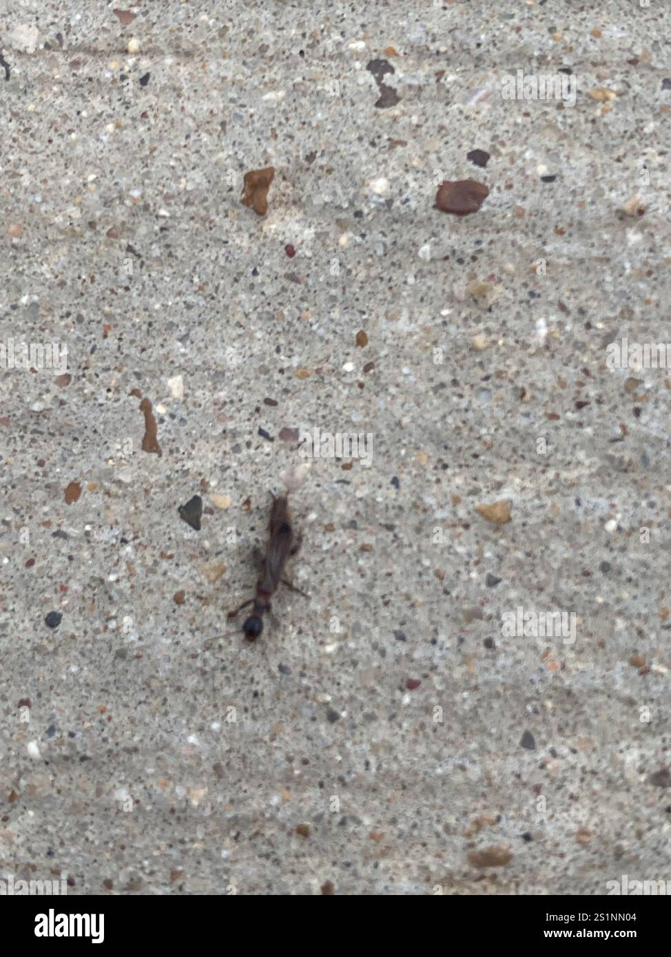 Black Webspinner (Oligotoma nigra Stock Photo - Alamy