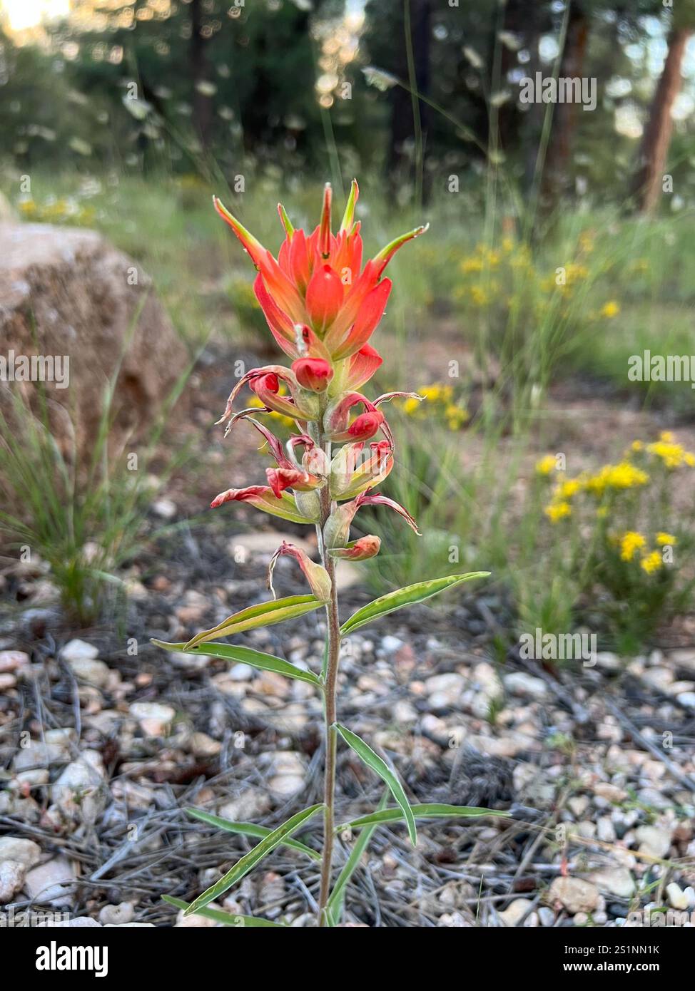 Wholeleaf Paintbrush (Castilleja integra Stock Photo - Alamy