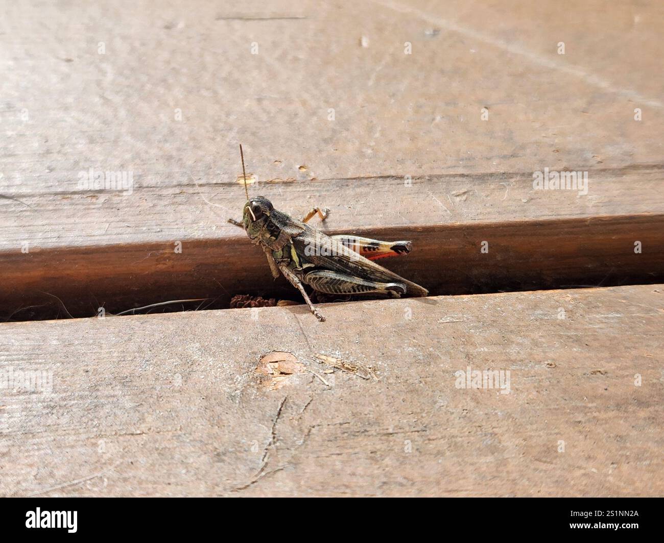 Red-legged and Migratory Grasshoppers (Melanoplus sanguinipes Stock ...