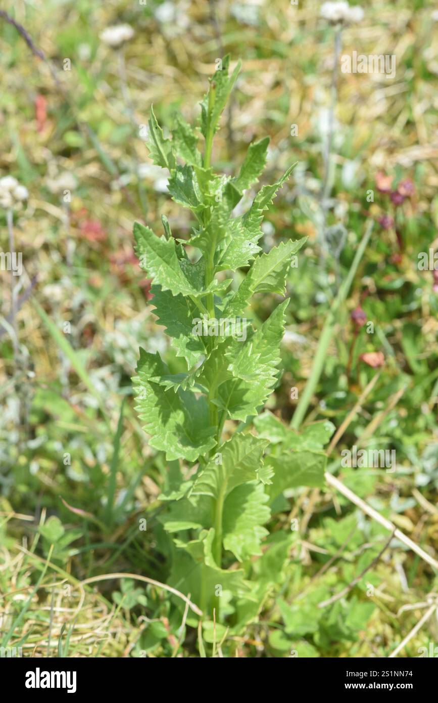 Arrowleaf Senecio (Senecio triangularis Stock Photo - Alamy
