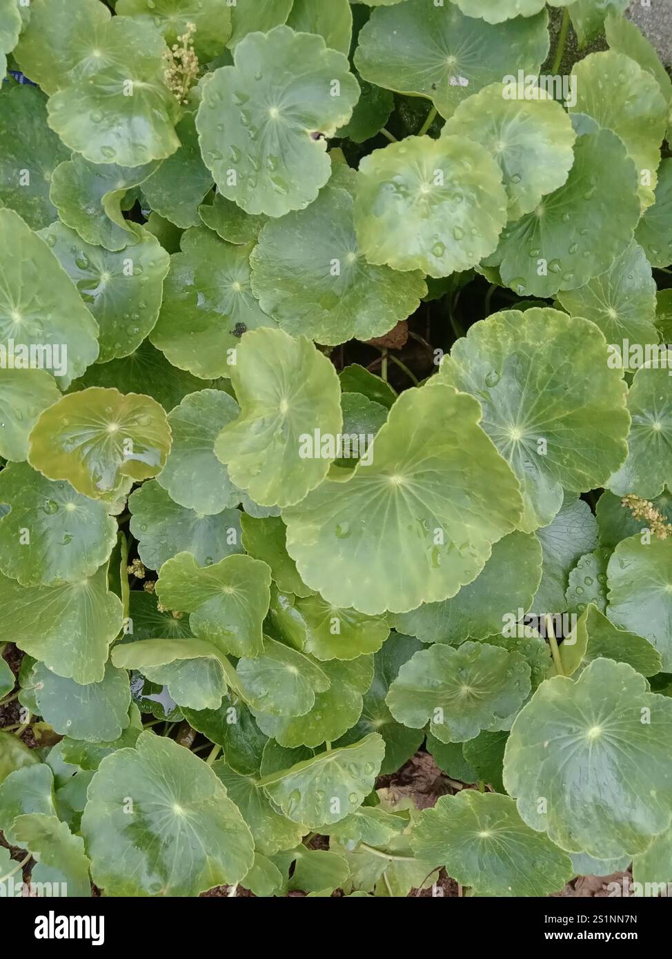 largeleaf pennywort (Hydrocotyle bonariensis Stock Photo - Alamy