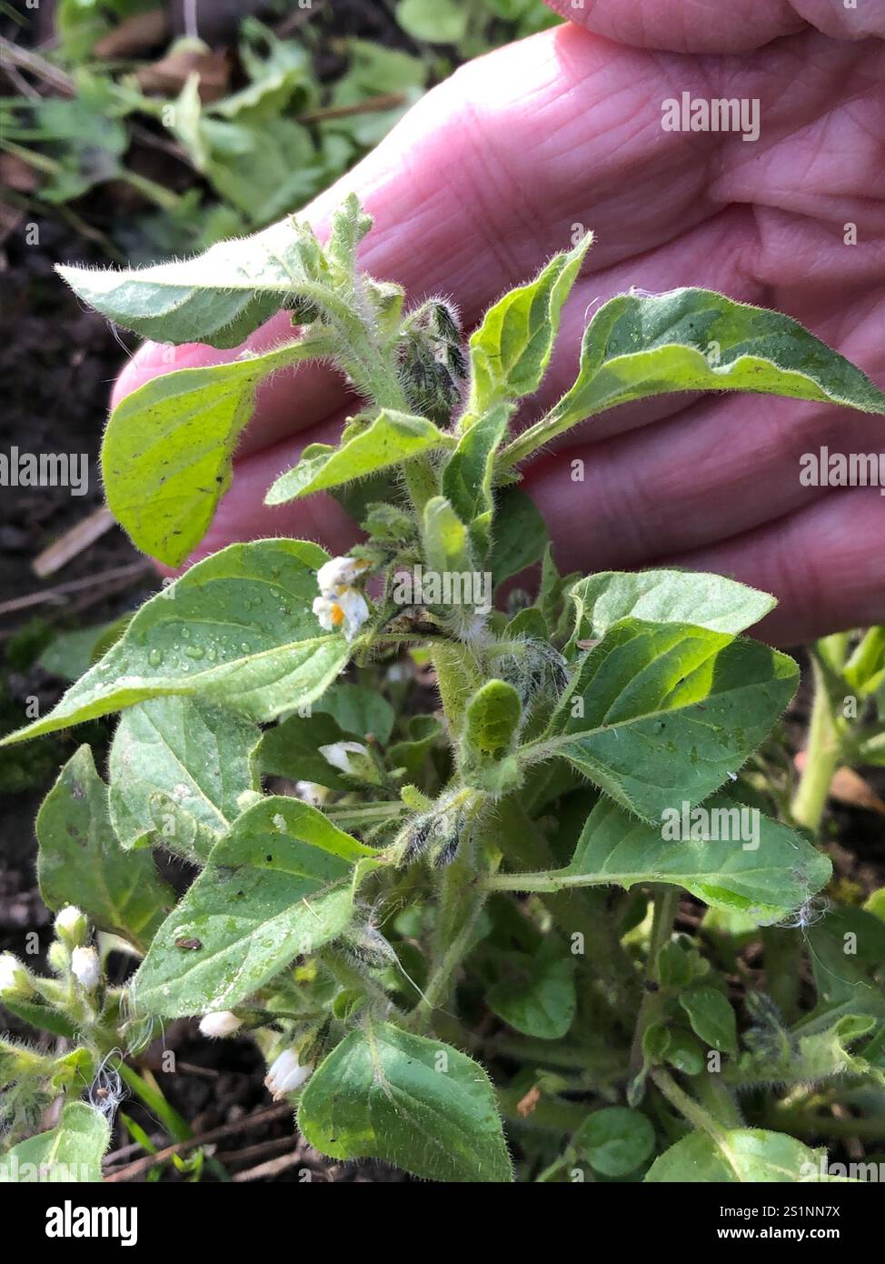 Green Nightshade (Solanum nitidibaccatum Stock Photo - Alamy