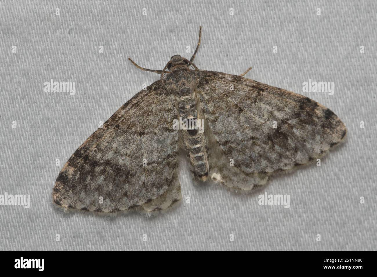 Welsh Wave Moth (Venusia cambrica Stock Photo - Alamy