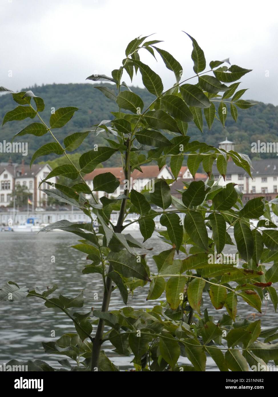 European ash (Fraxinus excelsior Stock Photo - Alamy