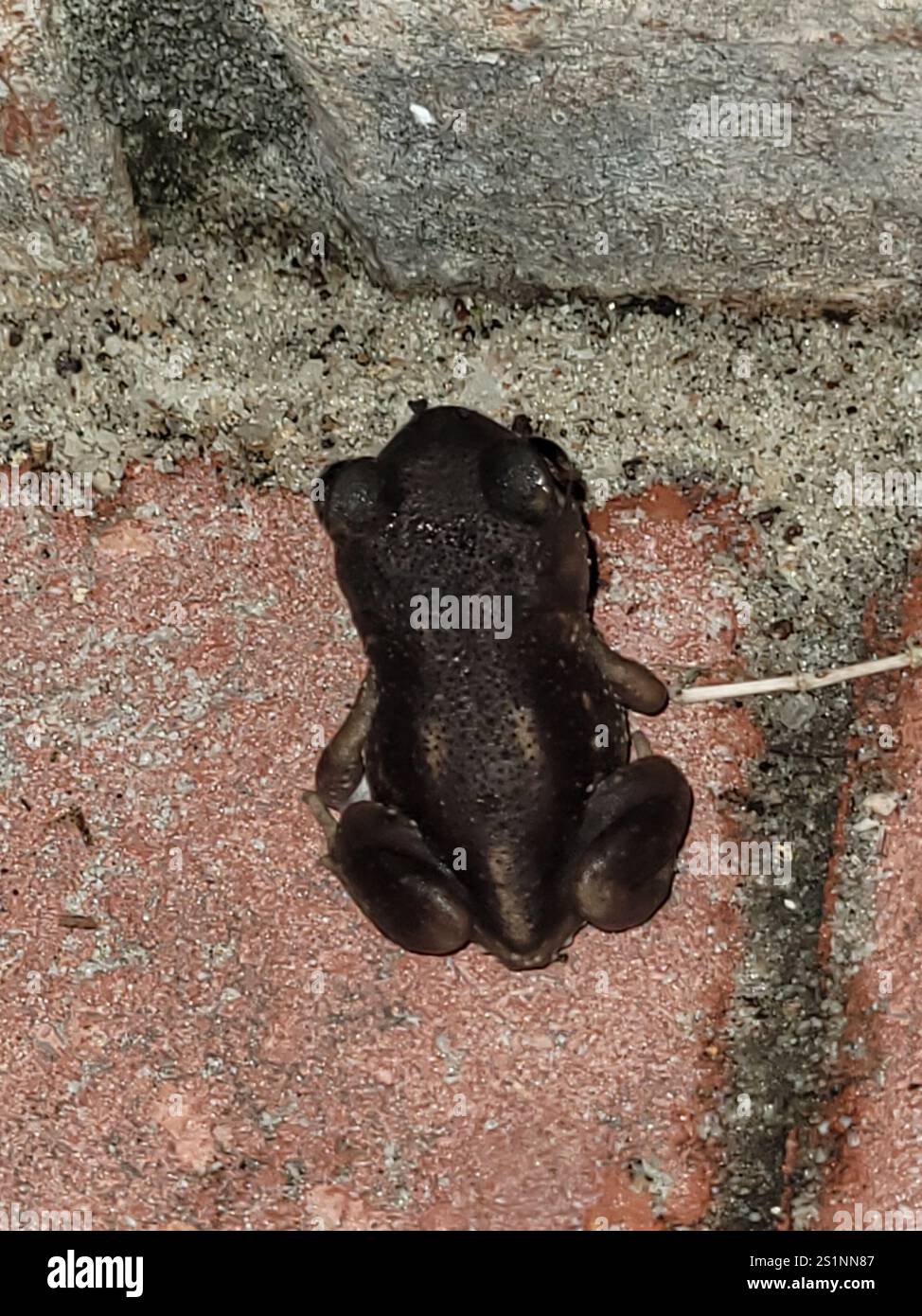 Eastern Spadefoot (Scaphiopus holbrookii Stock Photo - Alamy