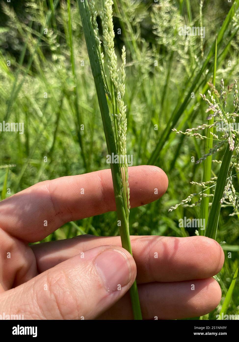 sprangletop (Diplachne fusca Stock Photo - Alamy