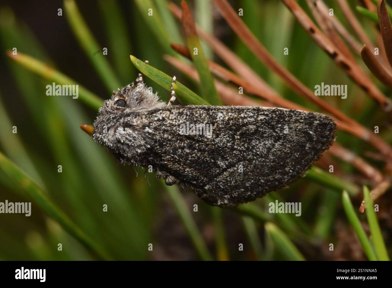 Brother Moth (Raphia frater Stock Photo - Alamy