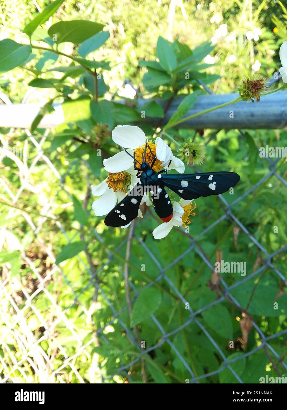 Polka-Dot Wasp Moth (Syntomeida epilais Stock Photo - Alamy