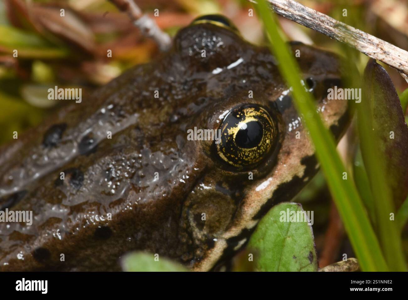 Columbia Spotted Frog (Rana luteiventris Stock Photo - Alamy