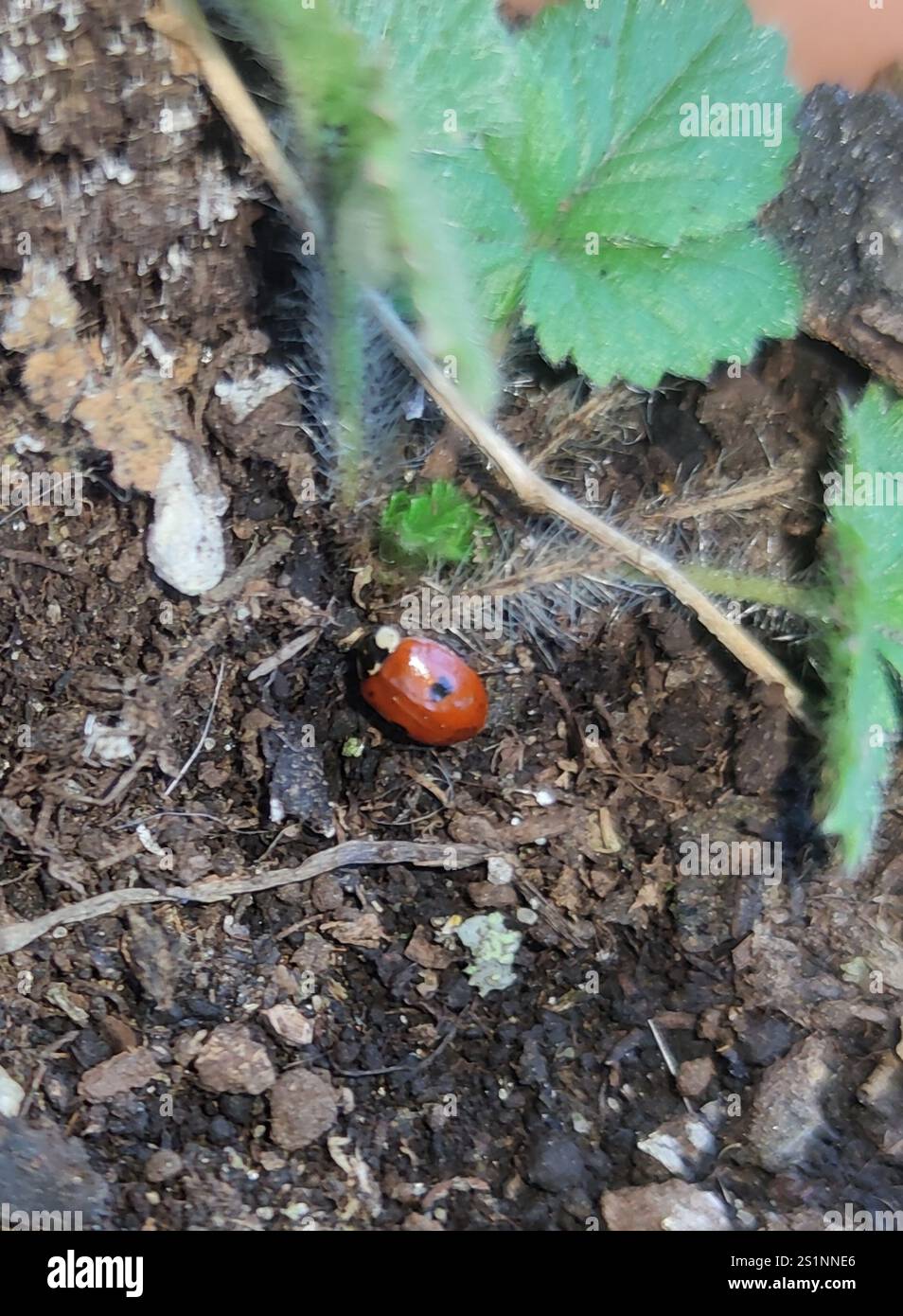 Two-spotted Lady Beetle (Adalia bipunctata Stock Photo - Alamy