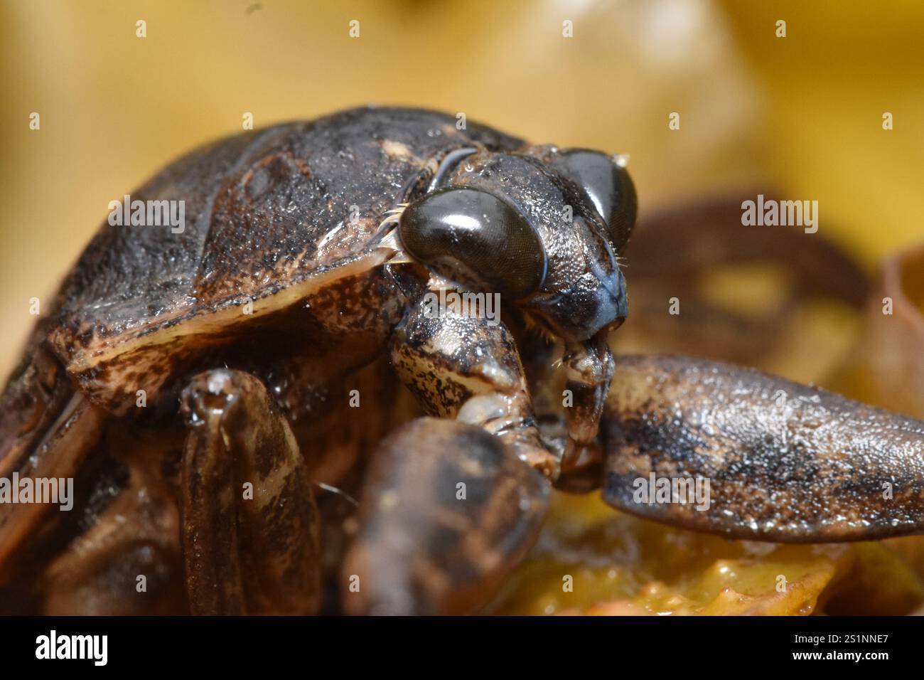 American Giant Water Bug (Lethocerus americanus Stock Photo - Alamy