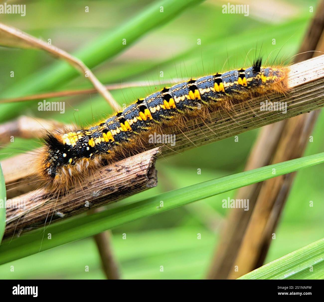 Drinker Moth (Euthrix potatoria Stock Photo - Alamy