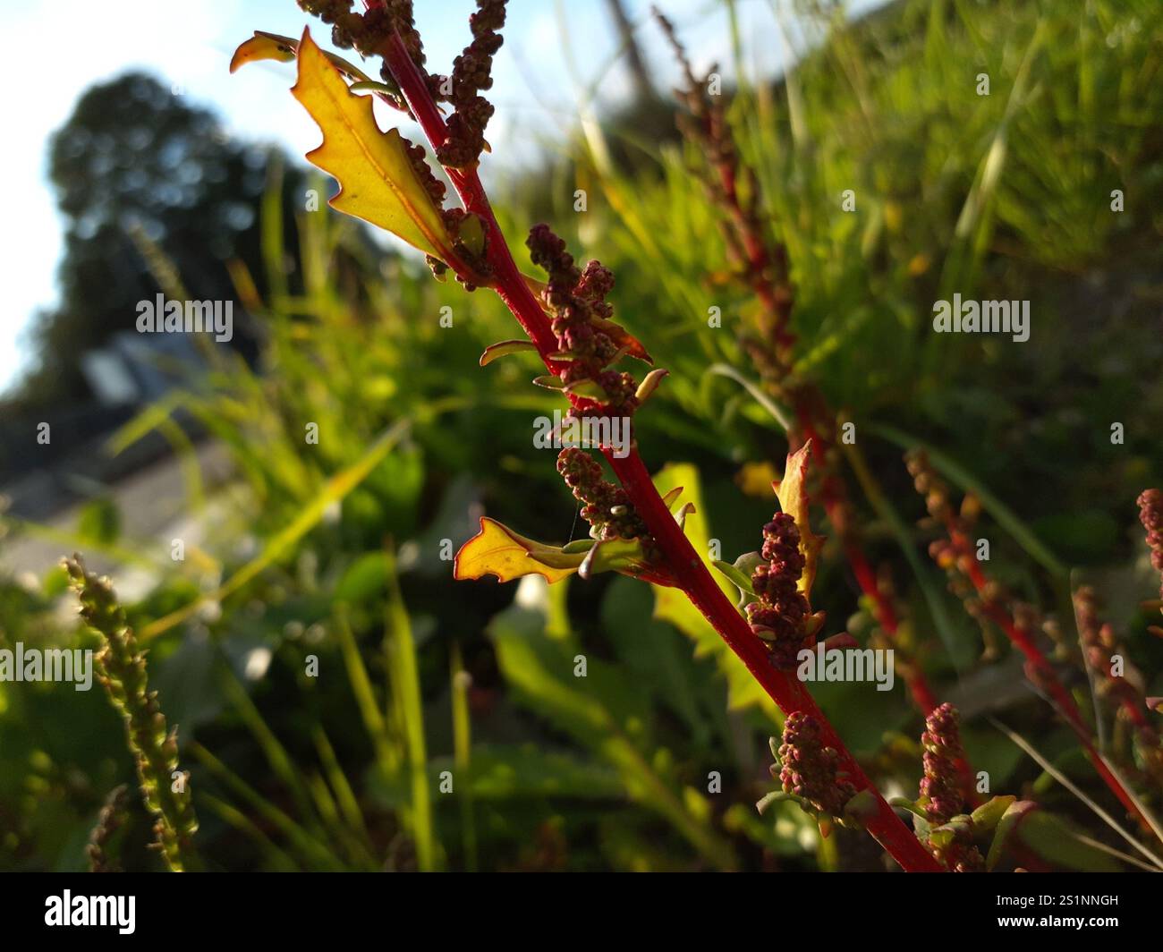 oak-leaved goosefoot (Oxybasis glauca Stock Photo - Alamy