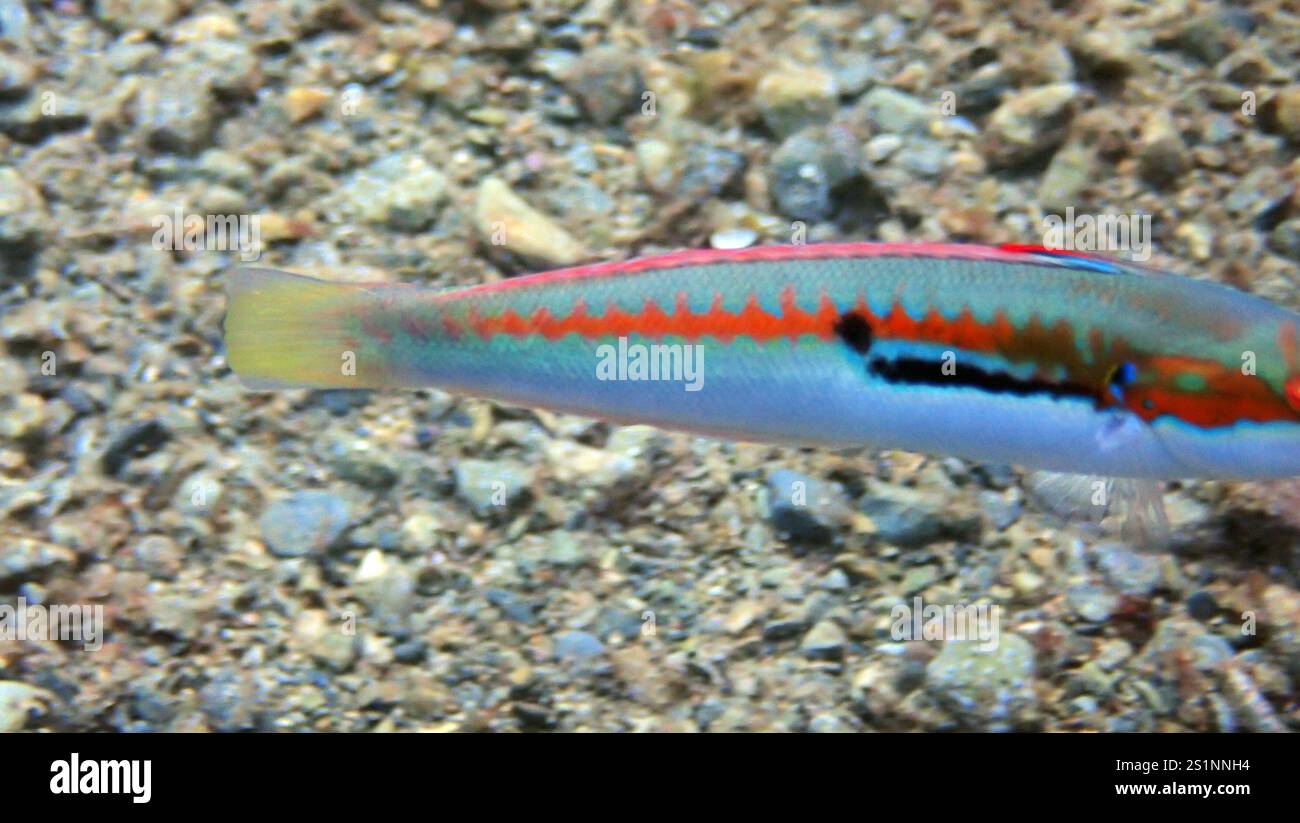 Mediterranean Rainbow Wrasse (Coris julis Stock Photo - Alamy