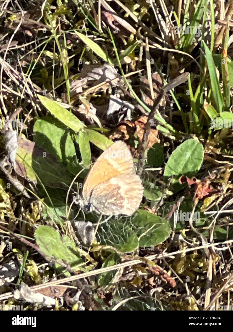 Common Ringlet (Coenonympha california Stock Photo - Alamy
