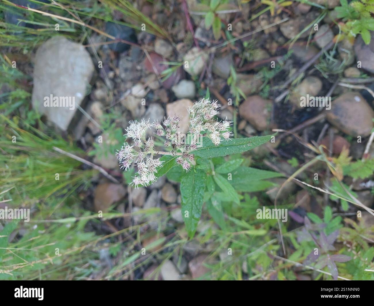 common boneset (Eupatorium perfoliatum Stock Photo - Alamy