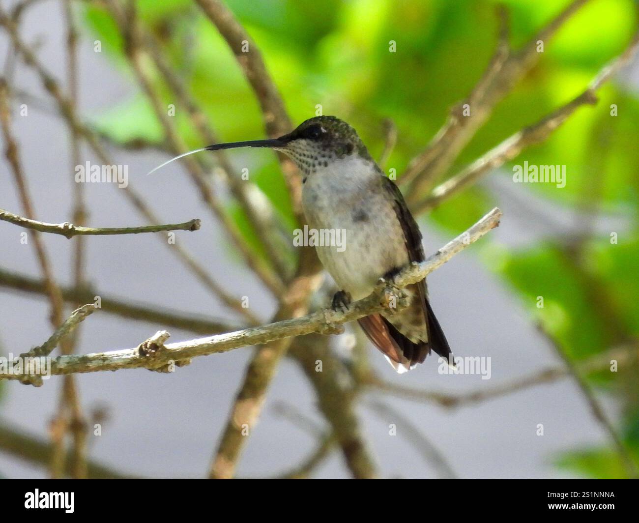 Ruby-throated Hummingbird (Archilochus colubris Stock Photo - Alamy