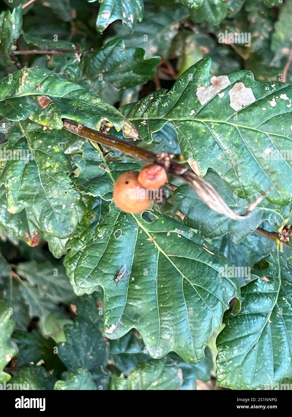 Oak Marble Gall Wasp (Andricus kollari Stock Photo - Alamy