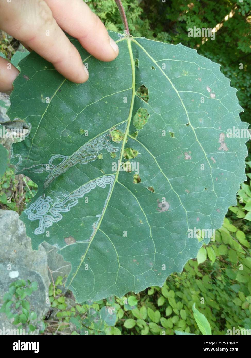 Aspen Serpentine Leafminer Moth (Phyllocnistis populiella Stock Photo ...