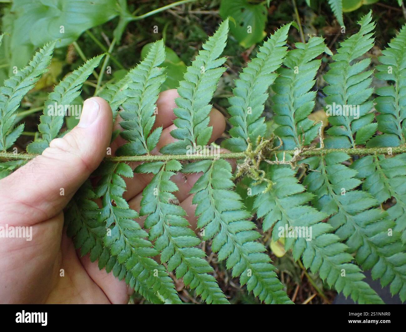 Anderson's holly fern (Polystichum andersonii Stock Photo - Alamy