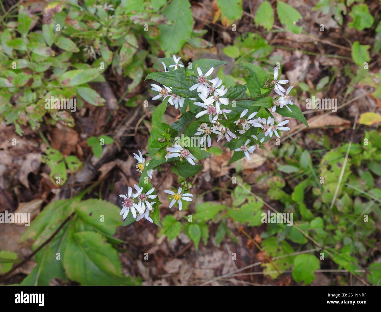 Common Blue Wood Aster (Symphyotrichum cordifolium Stock Photo - Alamy