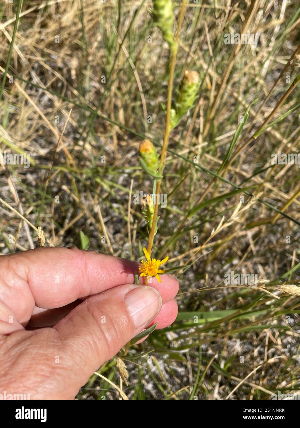 clustered goldenweed (Pyrrocoma racemosa Stock Photo - Alamy