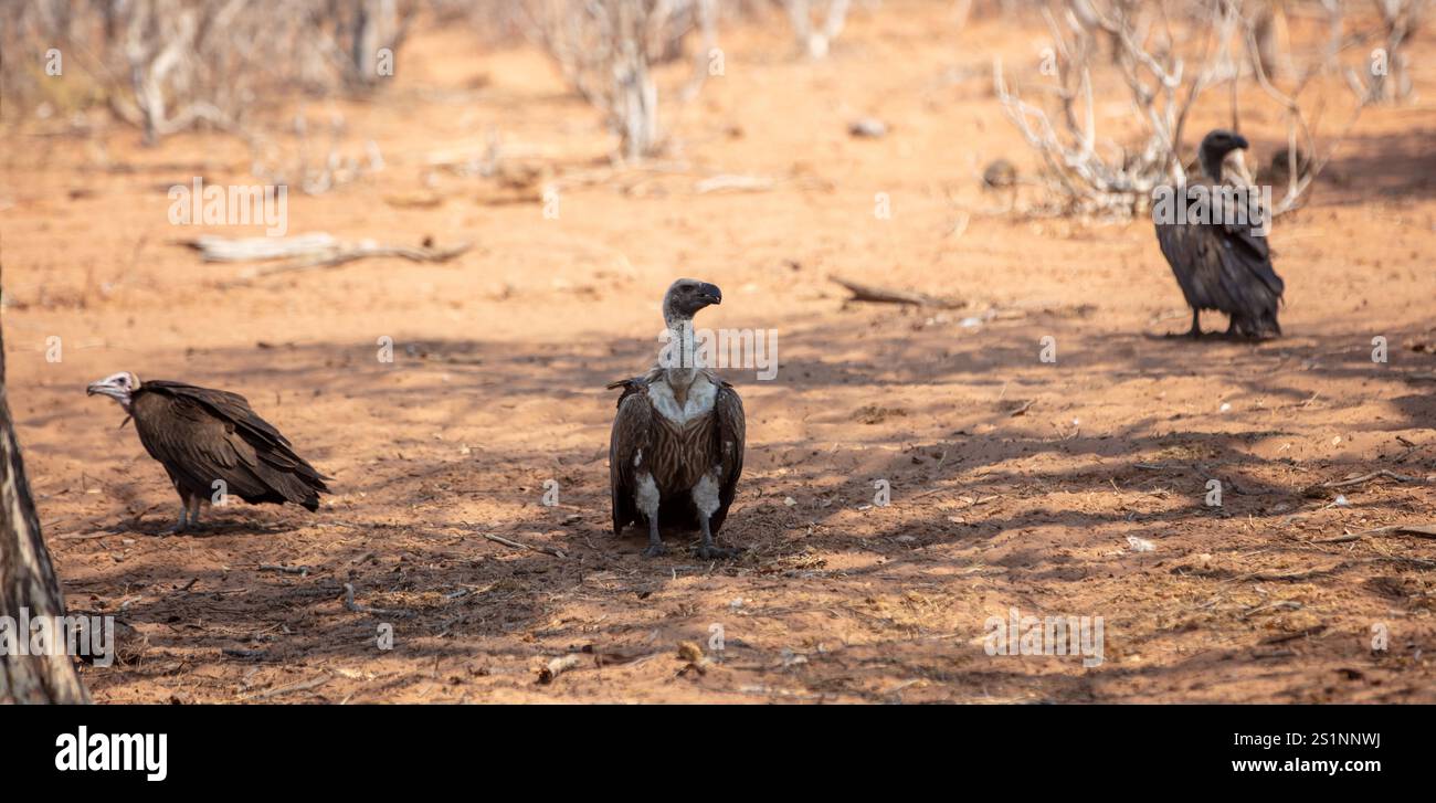 Gyp africanus hi-res stock photography and images - Alamy
