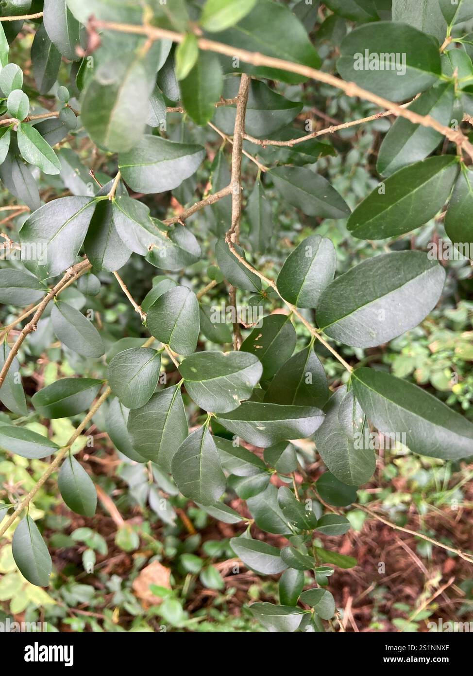 Chinese privet (Ligustrum sinense Stock Photo - Alamy