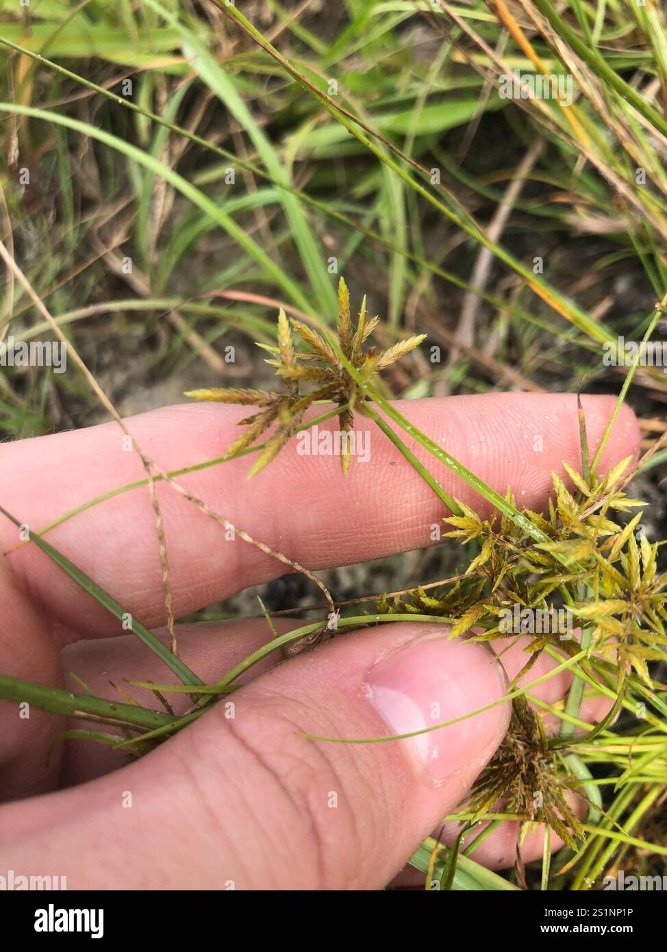 Bunchy flat-sedge (Cyperus polystachyos Stock Photo - Alamy