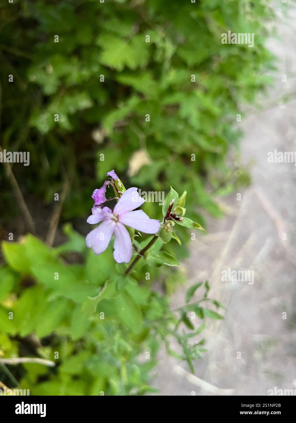 common soapwort (Saponaria officinalis Stock Photo - Alamy