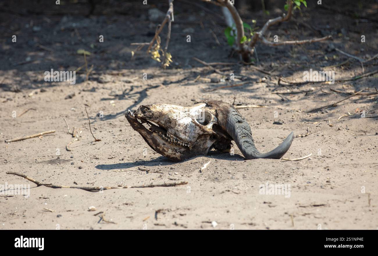 Buffalo skull, Bleached animal skull with horns lying on dry, dusty ...