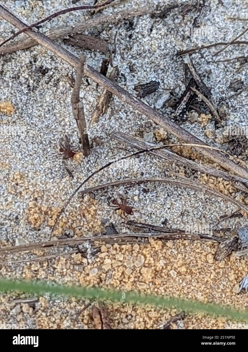 Northern Fungus-farming Ant (Trachymyrmex septentrionalis Stock Photo ...