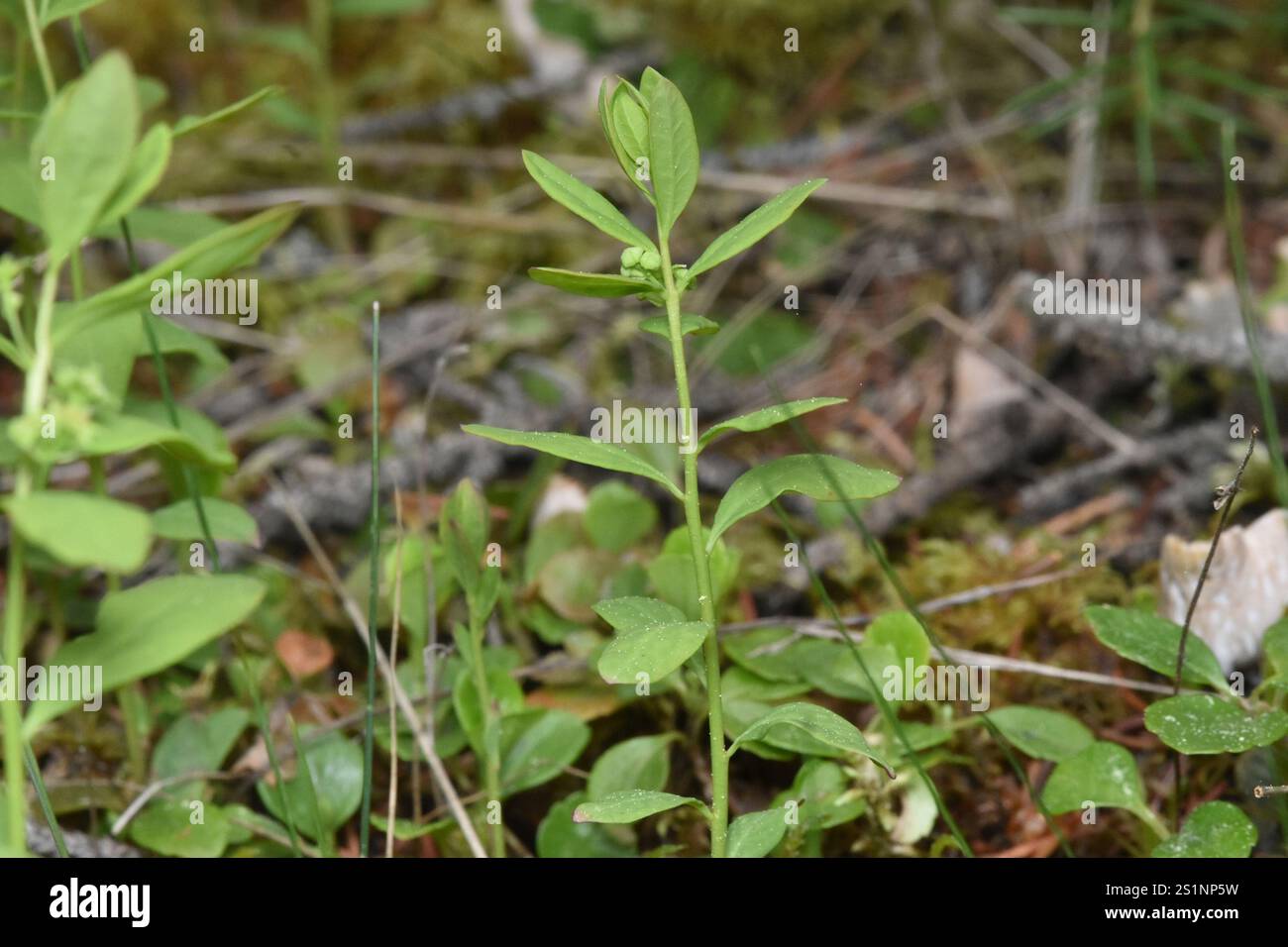 Northern Comandra (Geocaulon lividum Stock Photo - Alamy